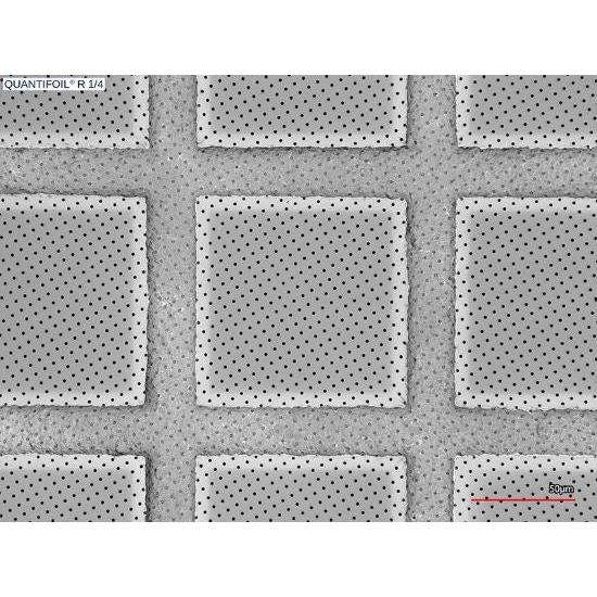 Quantifoil R 1/4 holey carbon film coated grids – ProSciTech