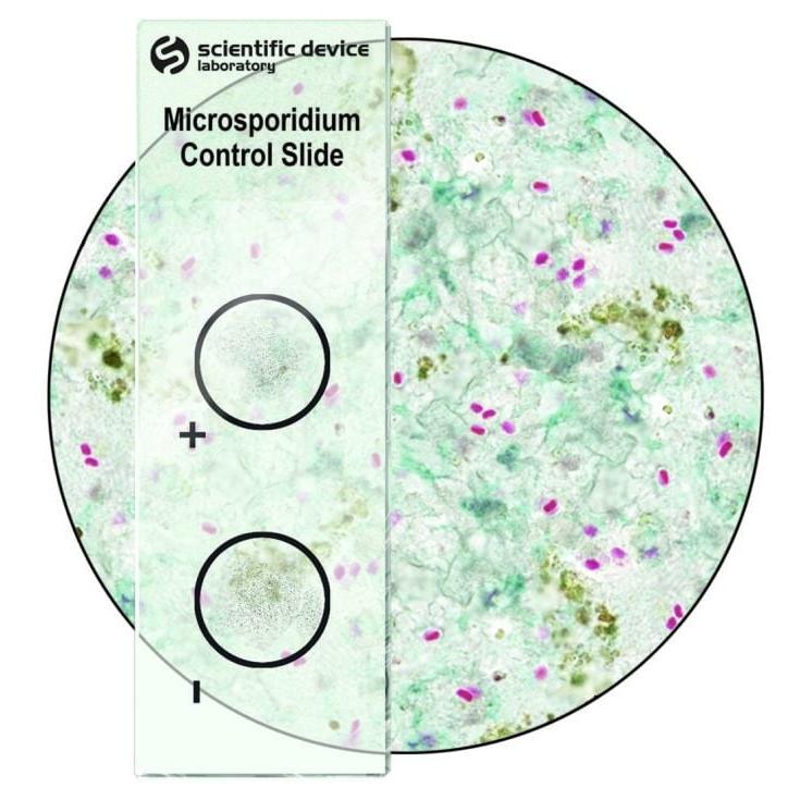 Microsporidia control microscope slides – ProSciTech